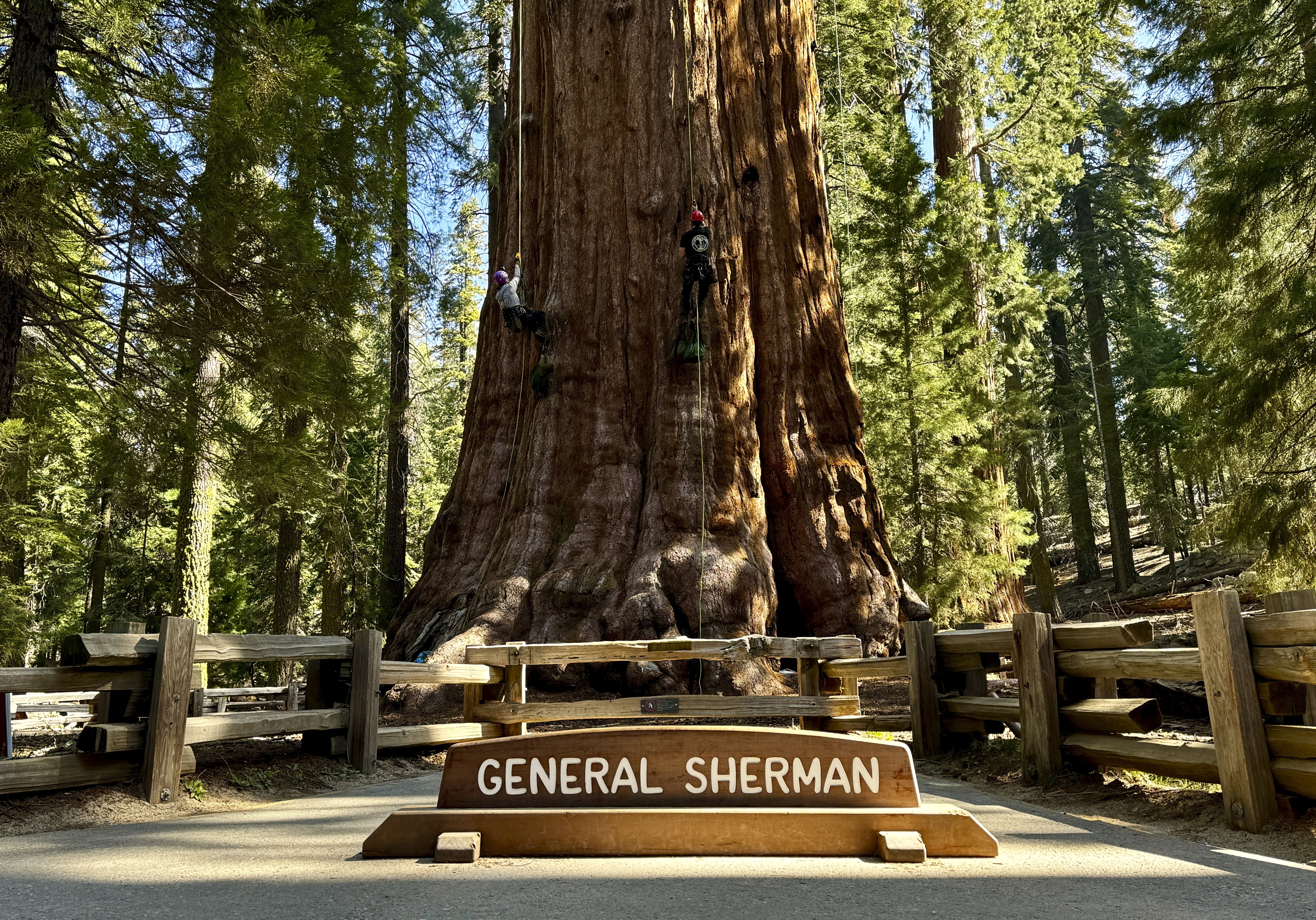General Sherman passes health check, but world’s largest trees face ...