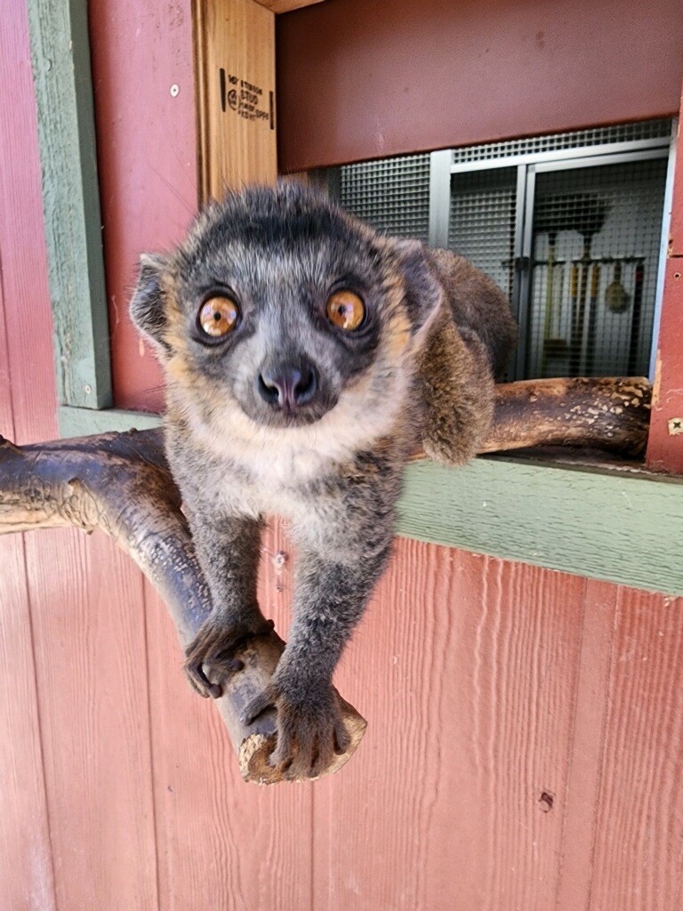 Charles Paddock Zoo welcomes a new baby red panda and lemur | K-News 98 ...