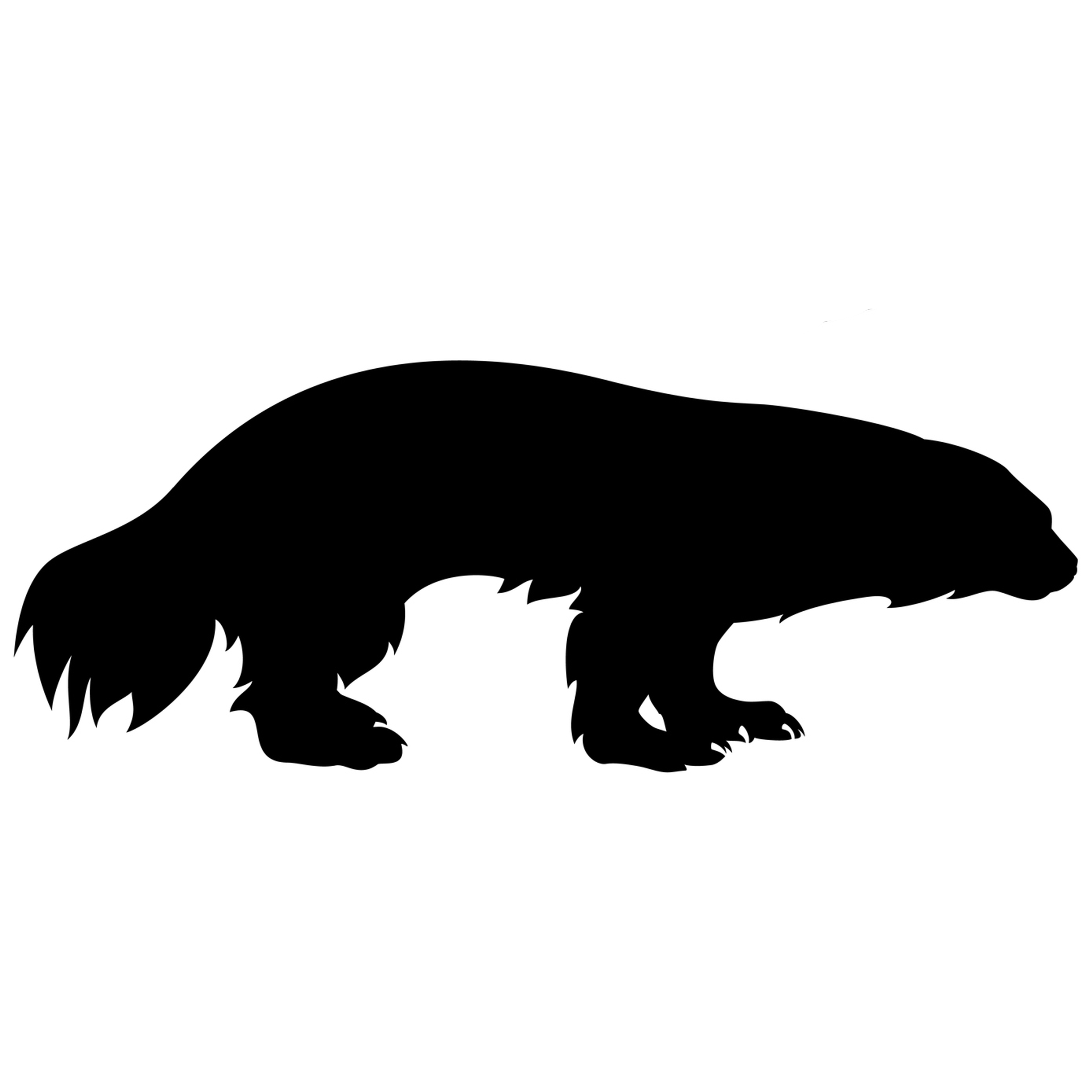 Polis signs wolverine reintroduction bill into law. Here's what you ...