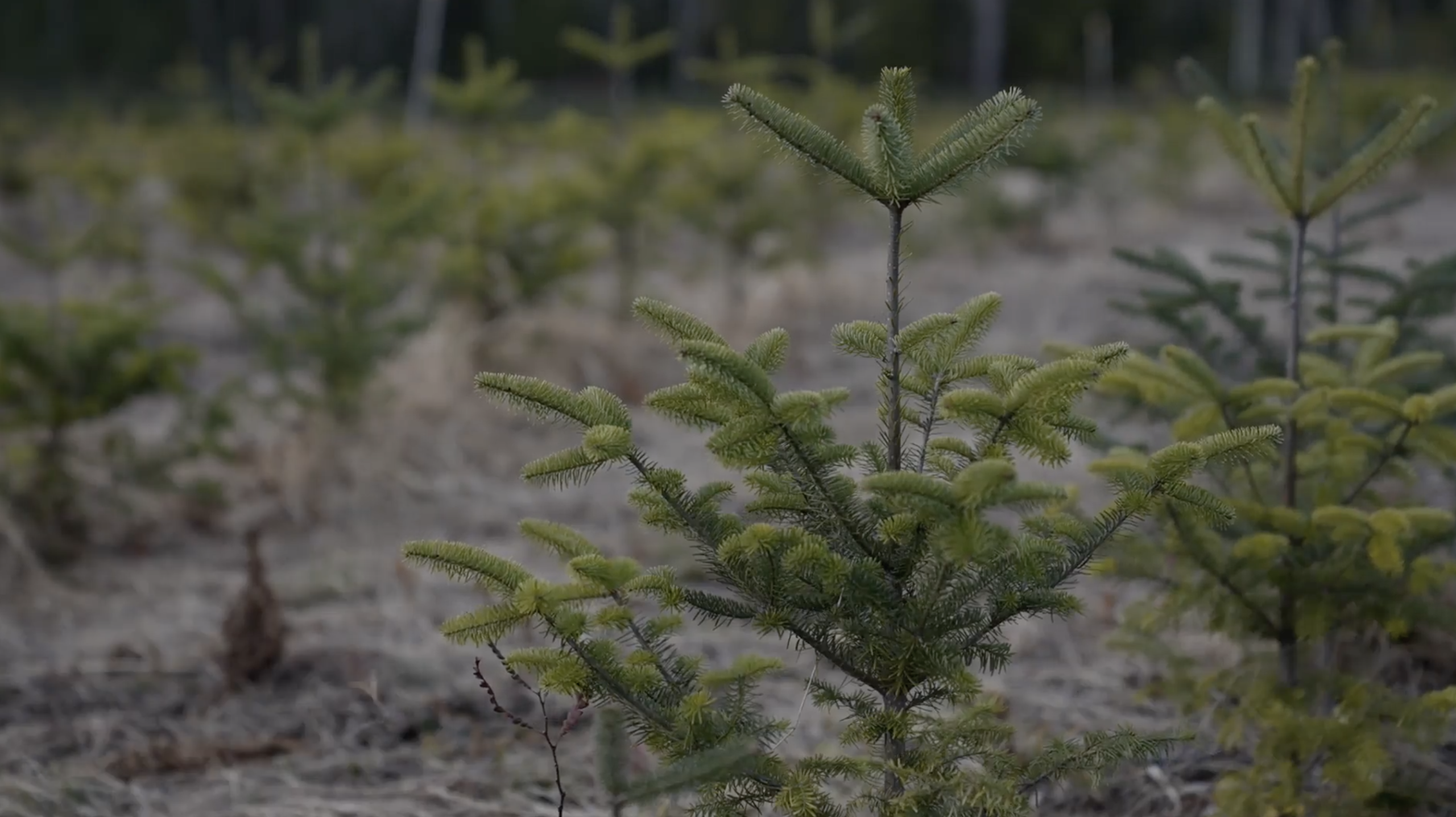 Tree permits now available for Payette National Forest