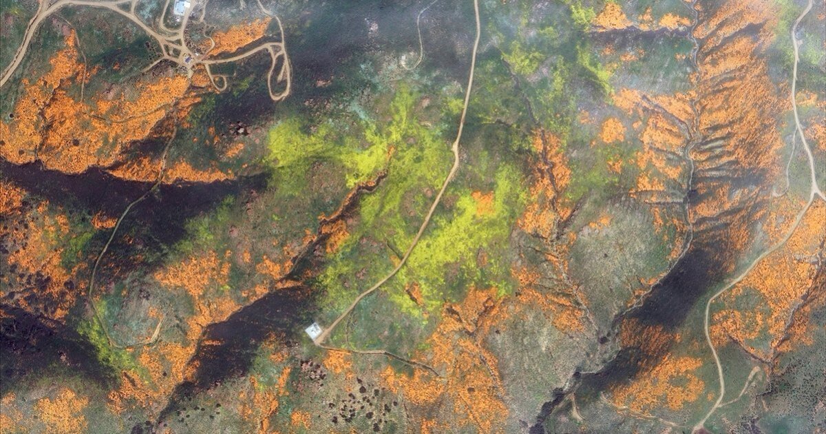 See California's wildflower super bloom as seen from space