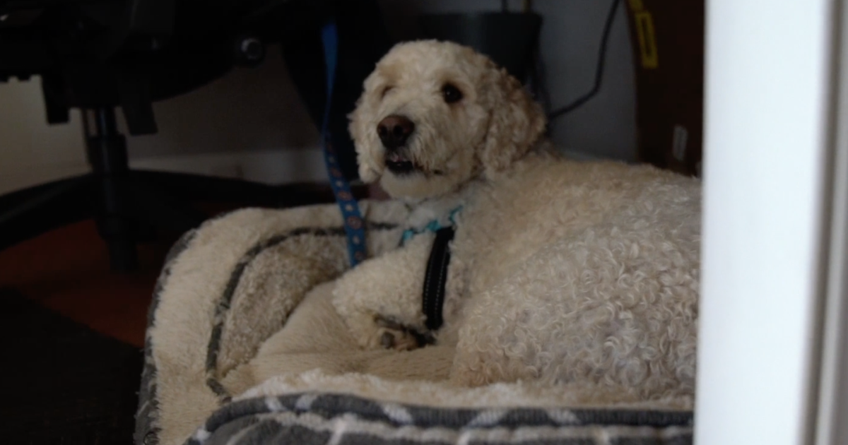 Giving Tuesday Spotlight: Pets for the Elderly program expands service