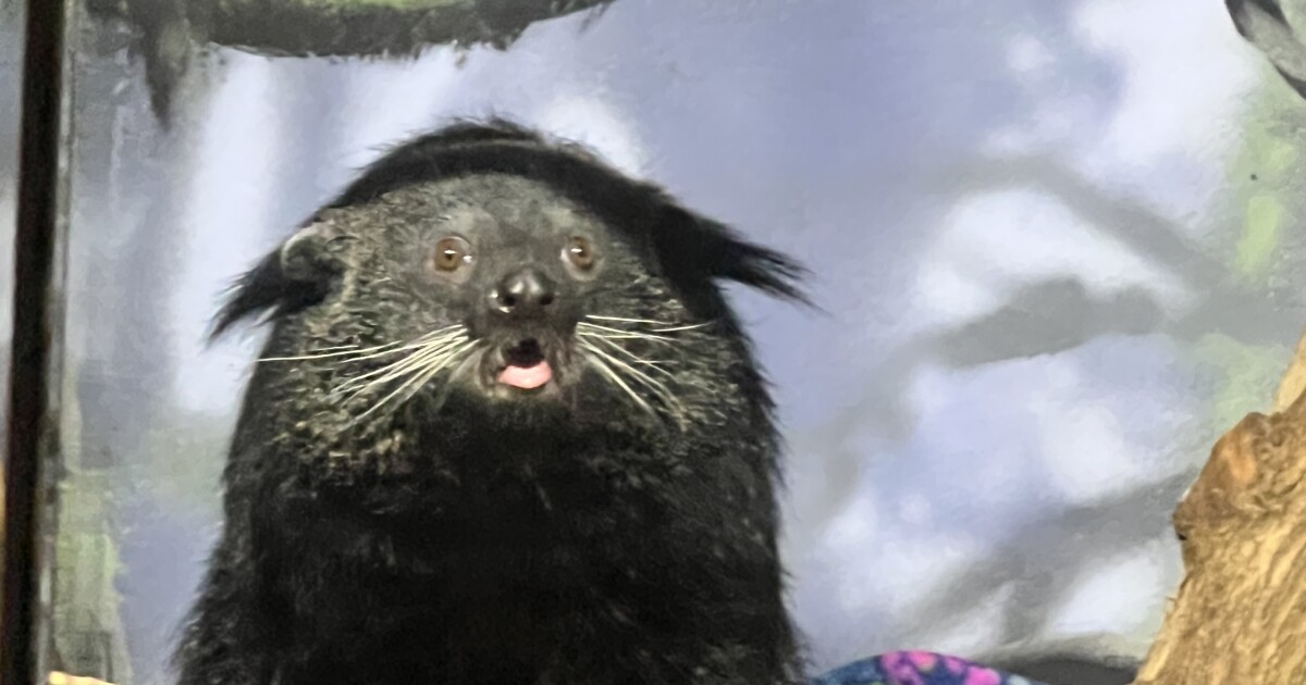 binturong pet