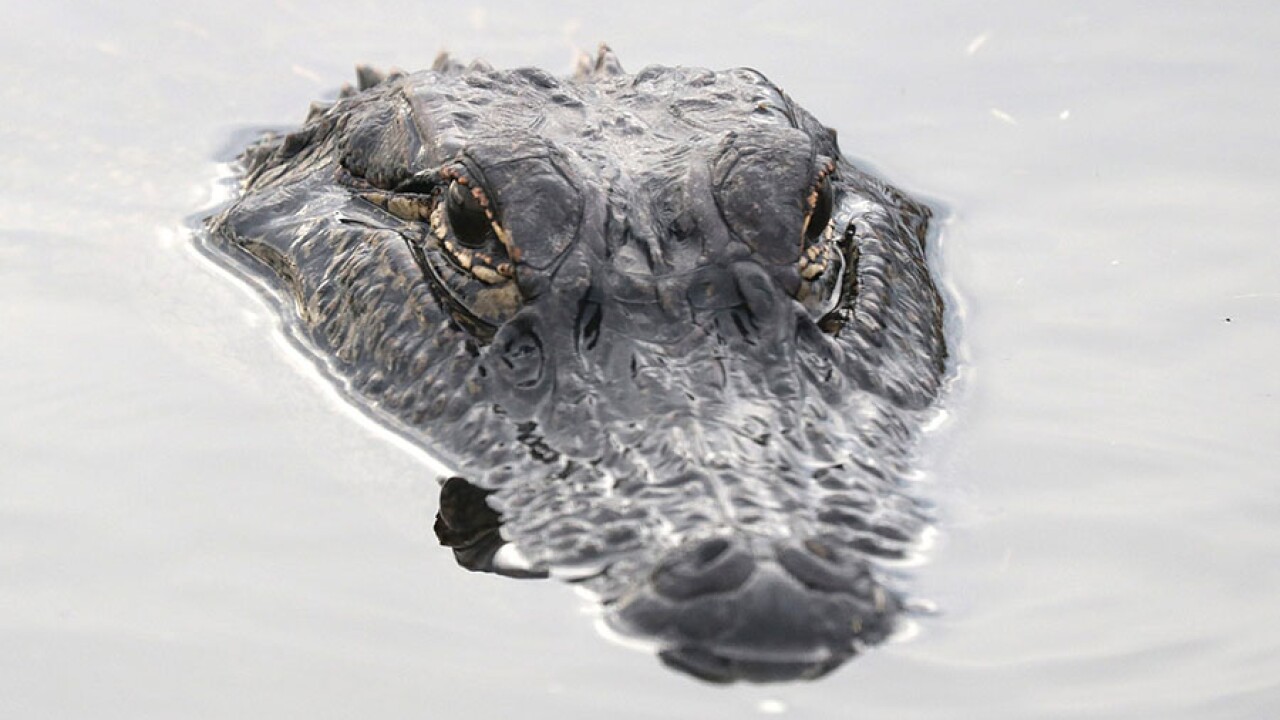 Man says emotional support alligator helps his depression