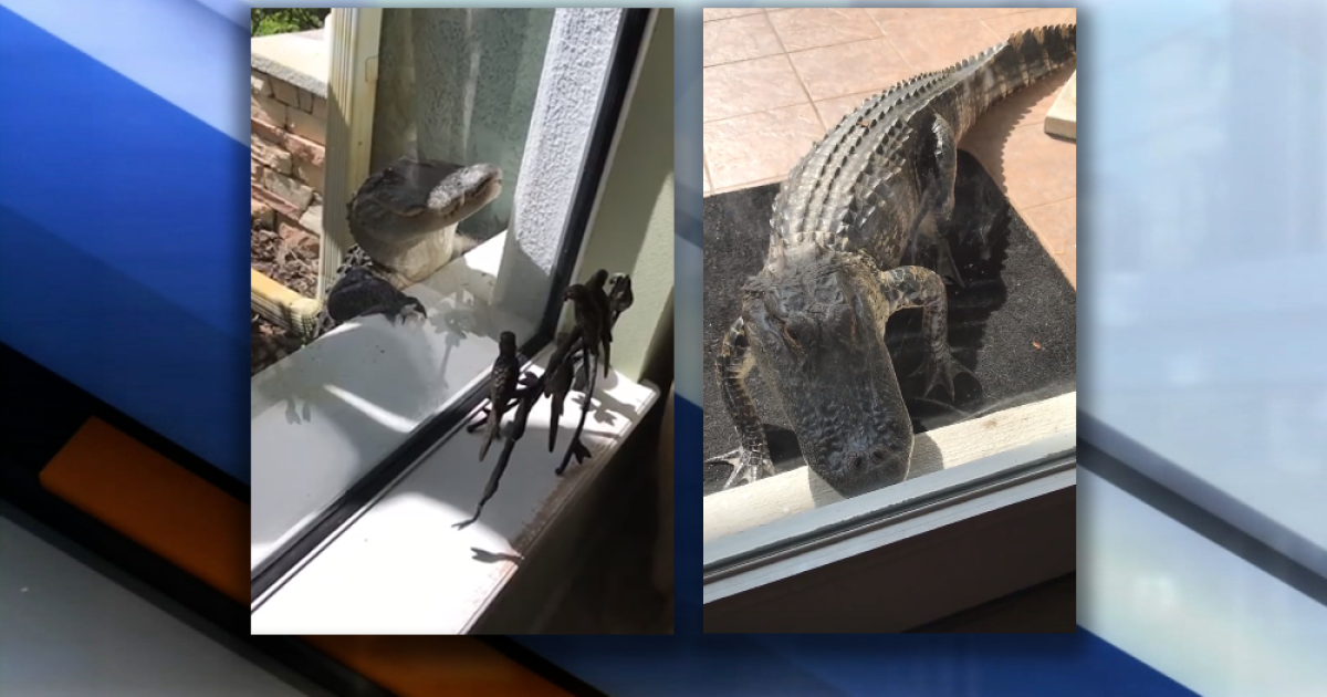Knock, Knock! Gator peeks into Florida home