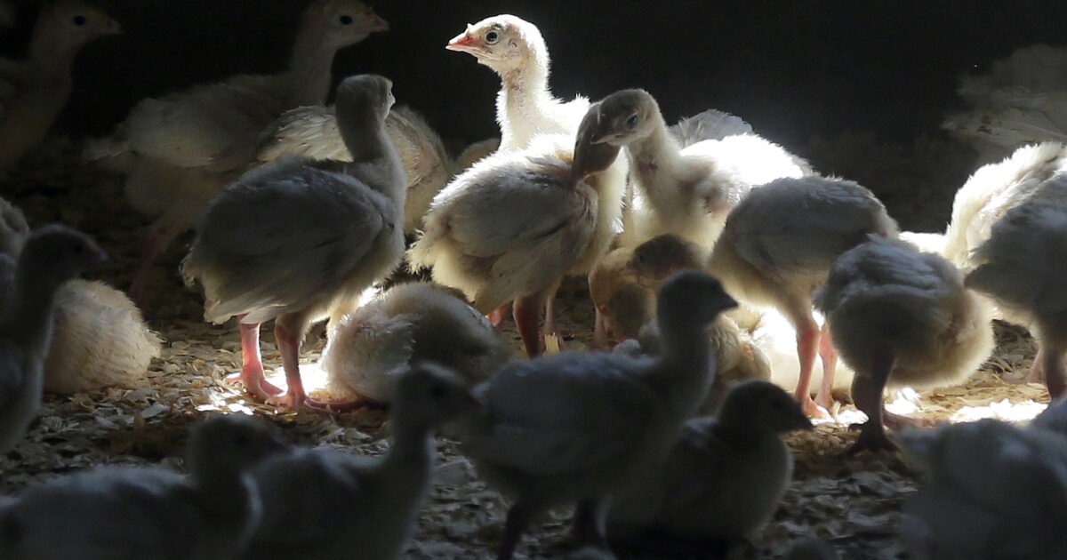 Northeast Ohio flock confirmed for bird flu