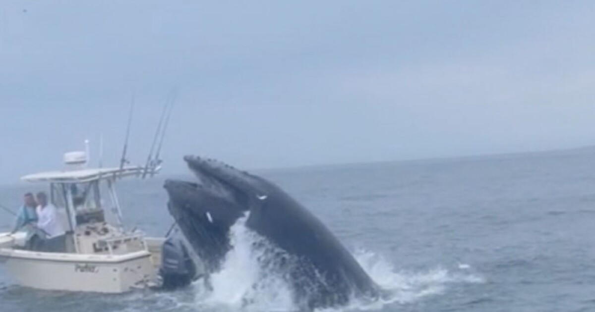 Video: Whale surfaces and capsizes boat off New Hampshire coast
