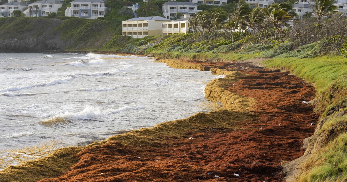 Seaweed choking Caribbean shores at a record rate