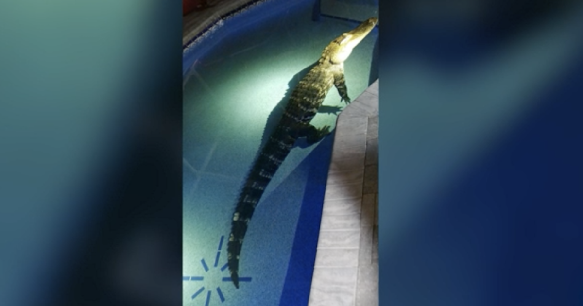 Florida family finds 11-foot gator in swimming pool