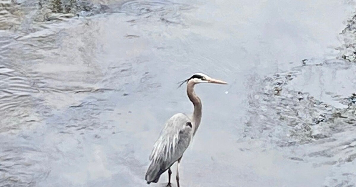 Injured Blue Heron inspires community creek clean-up