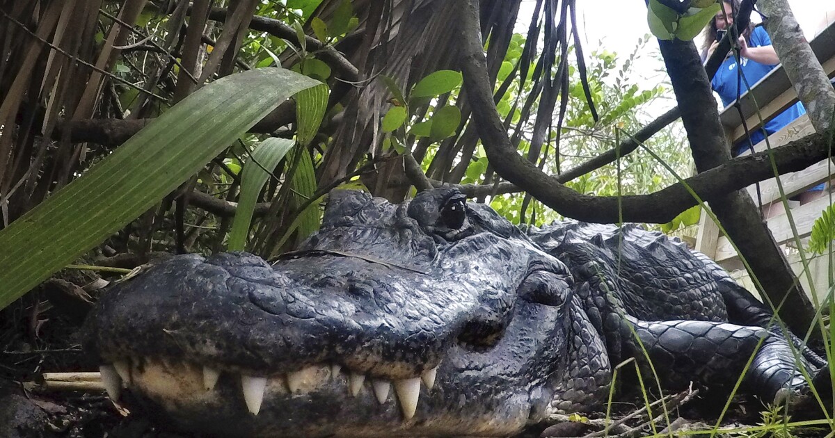 Study: Alligators can regrow their tails