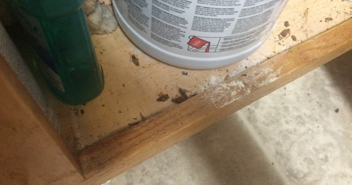 Senior tenants complain of roach infestation