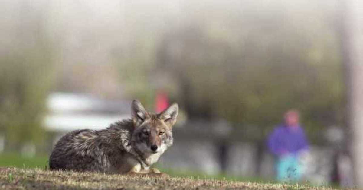 Why Southern Arizona wildlife looks forward to monsoon