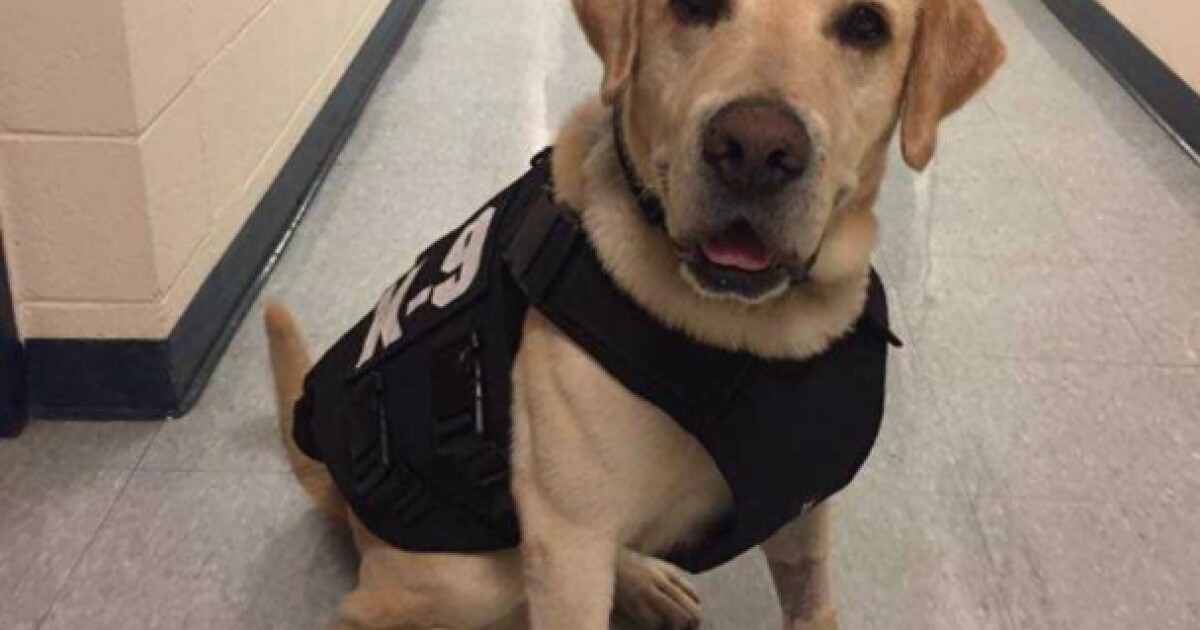 Whitewater PD say goodbye to beloved K-9 officer