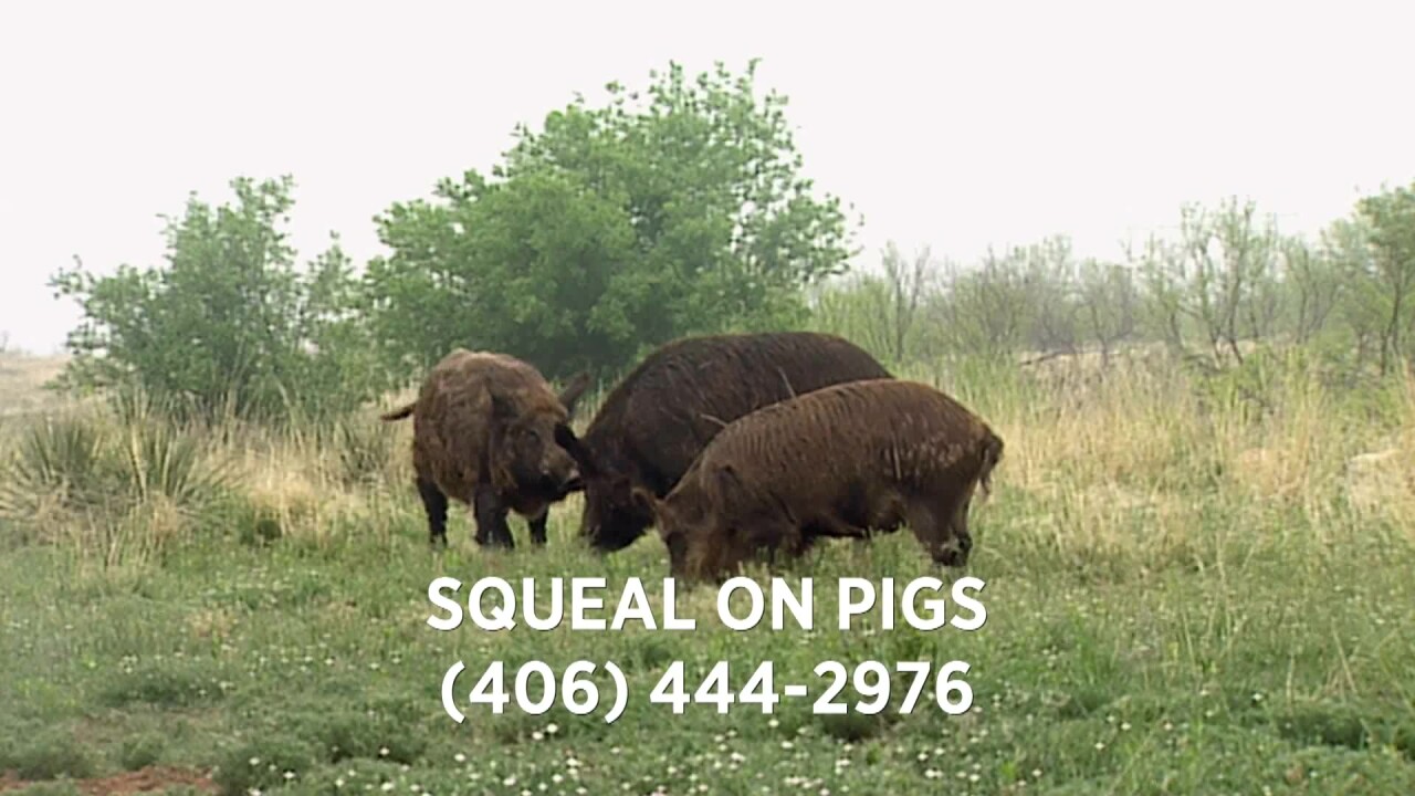 "Squeal On Pigs" - FWP wants you to report feral hogs in Montana