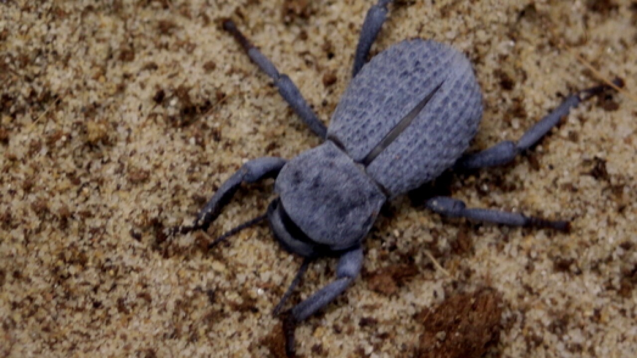 Cincinnati Zoo is the first on record to breed the blue feigning-death ...