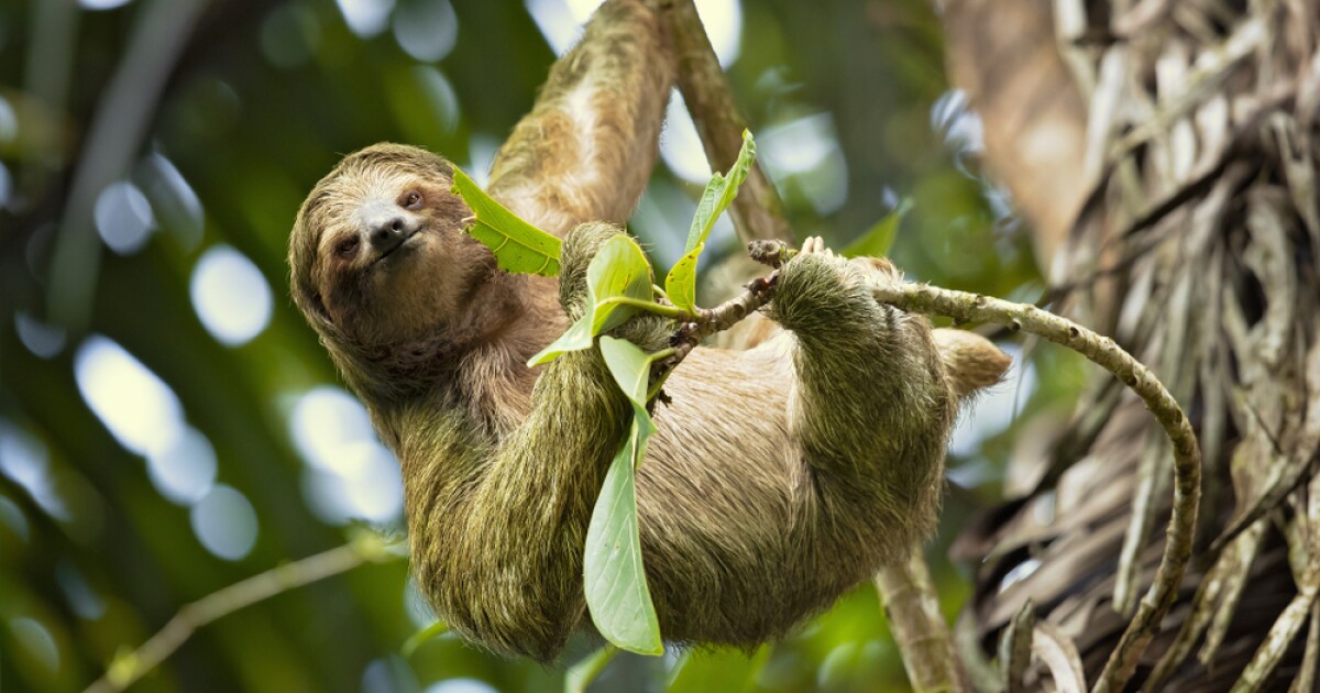 What to know about 'sloth fever' cases in Florida