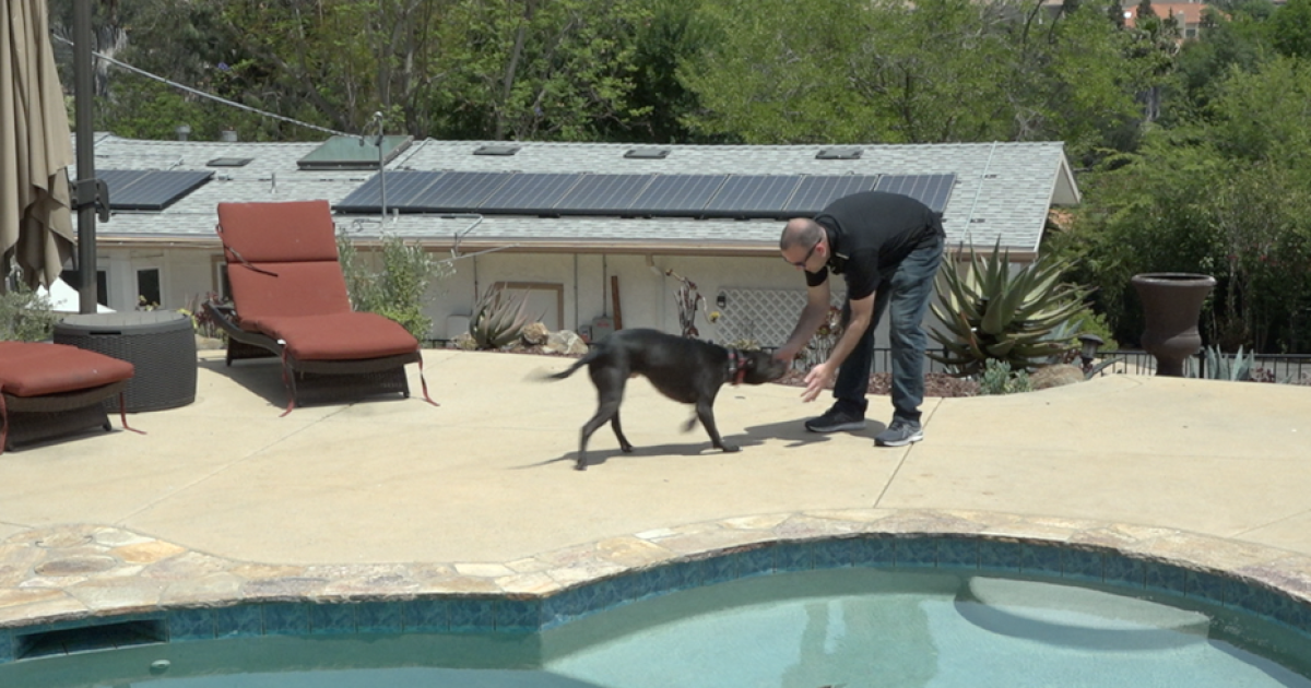 Nonprofit fosters dogs for military members on deployment