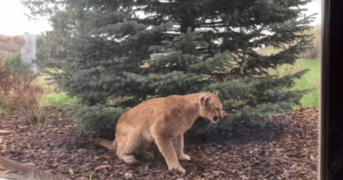 First case of ‘staggering disease’ in North America found in a mountain ...