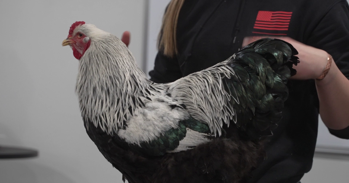 4-H members prep for poultry showmanship