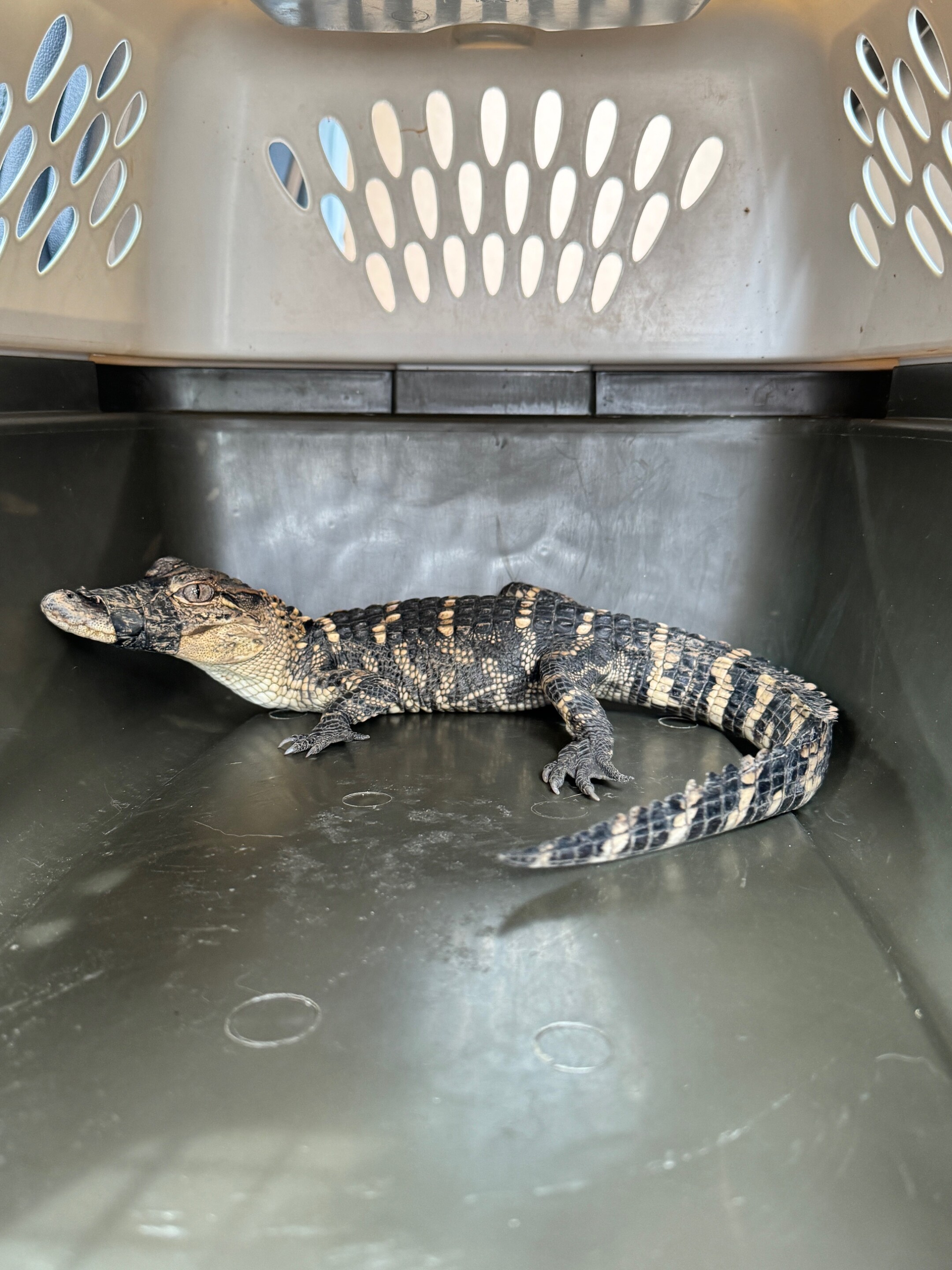 Alligator located alive after going missing May 23 at school petting ...
