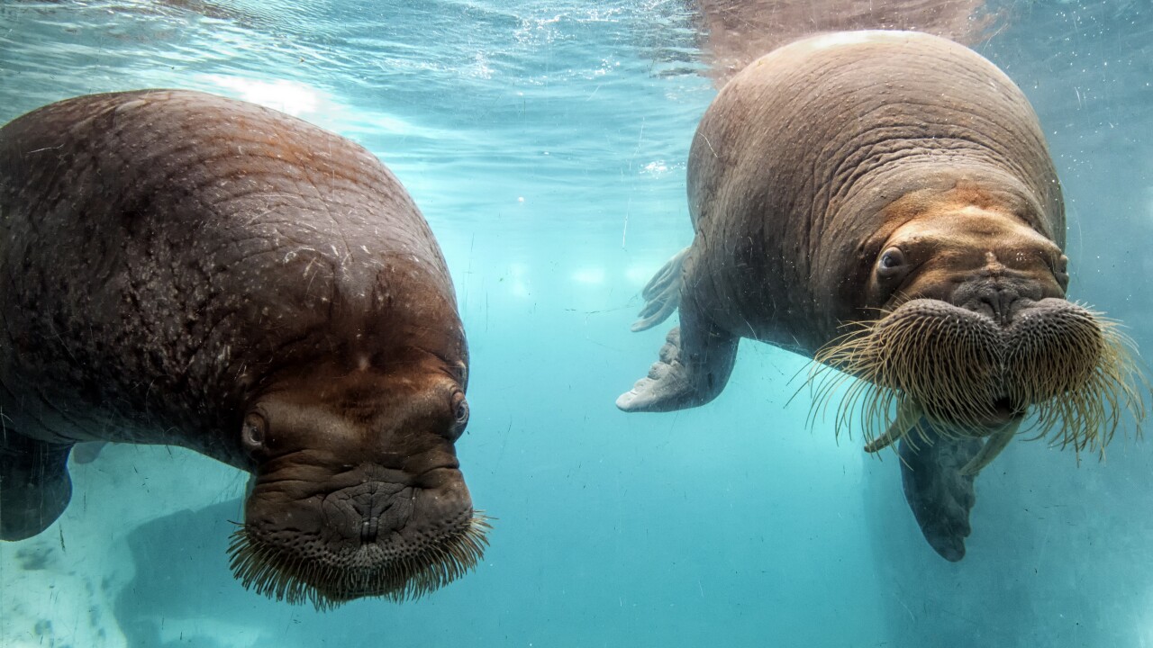 SeaWorld says goodbye to Wild Arctic