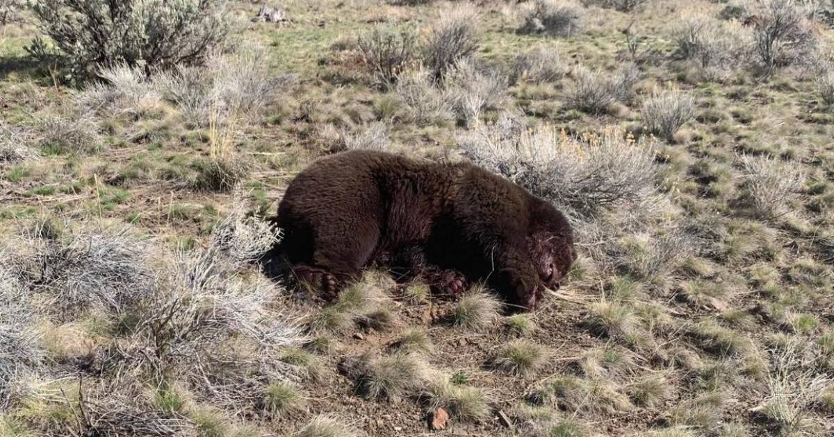 Officials investigating grizzly bear shooting near Yellowstone NP