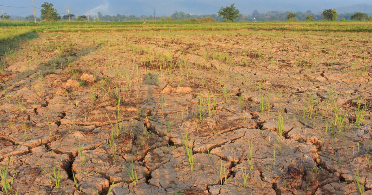 22 Ohio counties declared natural disaster areas due to drought