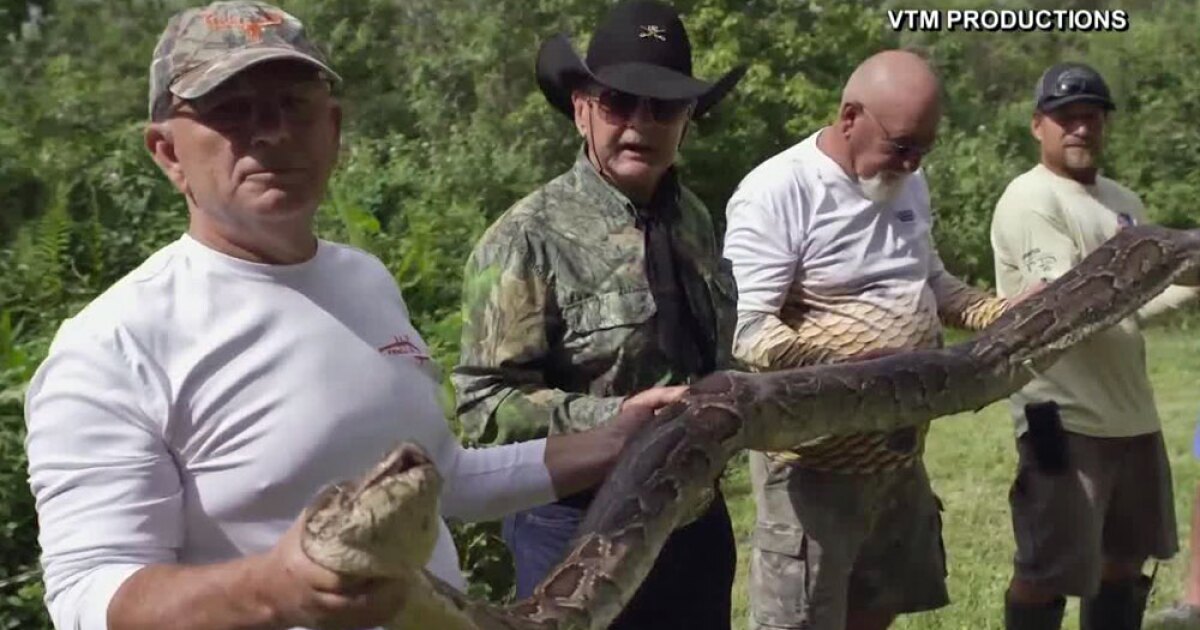 Giant python captured in Everglades