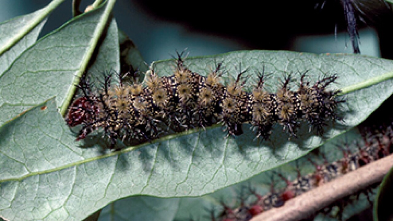 Stinging buck moth caterpillars active in some states