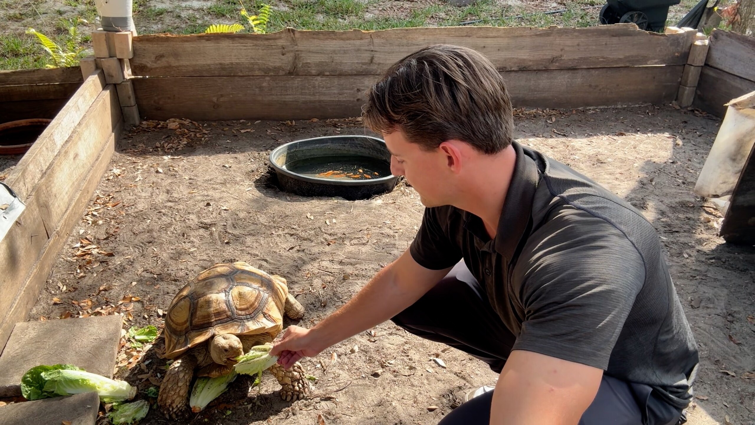 Ninja, the North Port Tortoise returns home safely after escaping enclosure