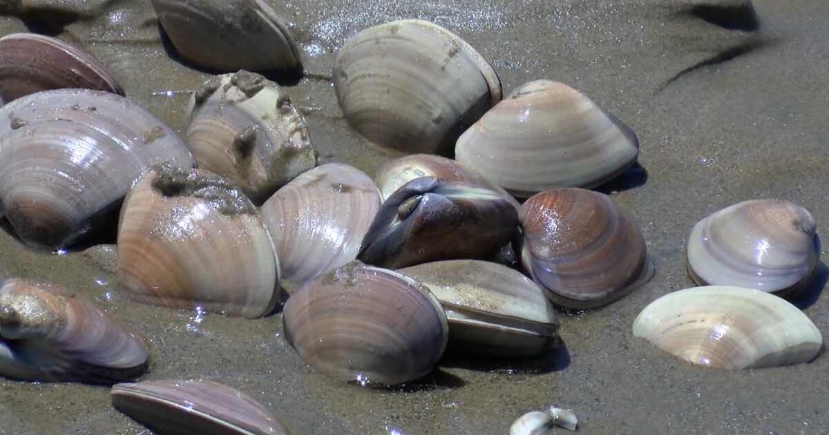 Health officials issue advisory after domoic acid found in local shellfish