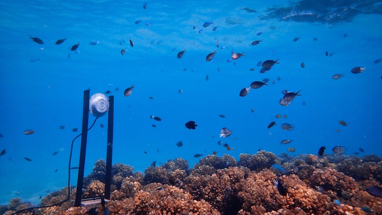 Scientists used speakers to make dead coral reefs sound healthy. The ...