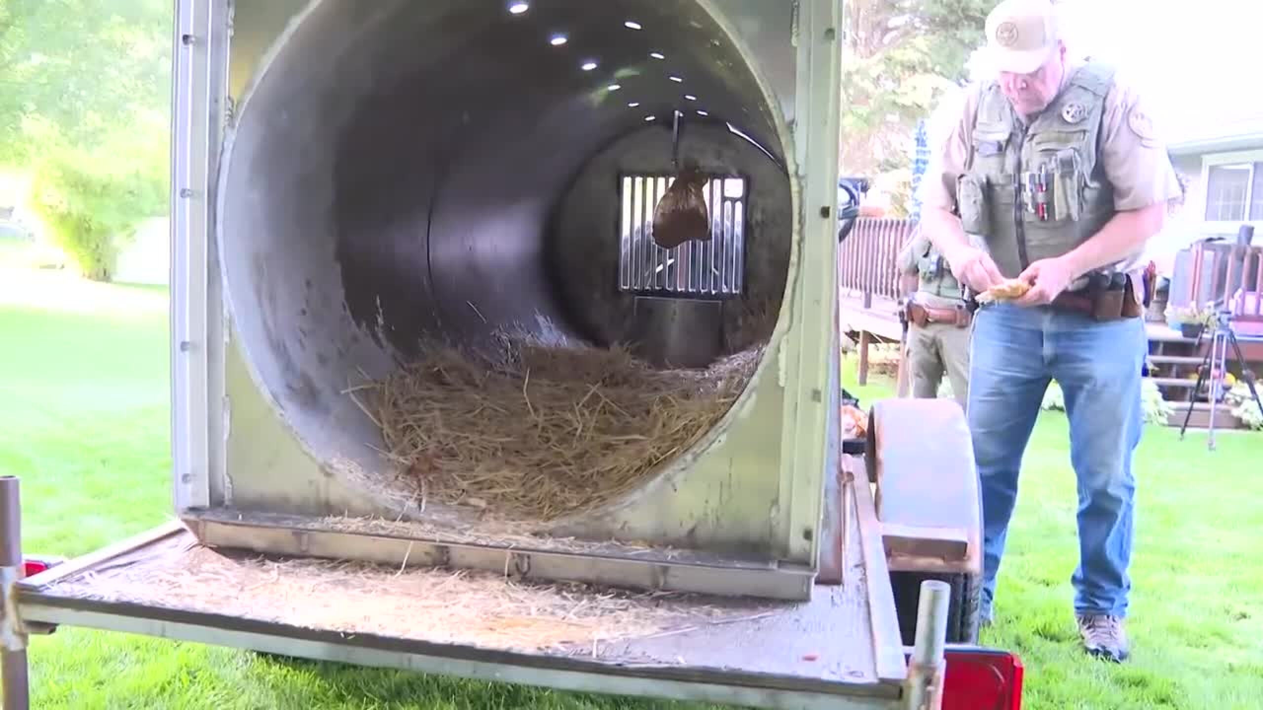 Bear spotted in Butte neighborhood tree