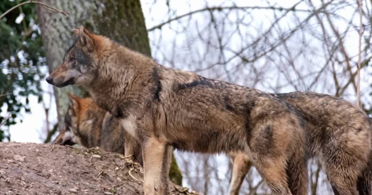 FWP proposes new wolf hunting quotas in Montana