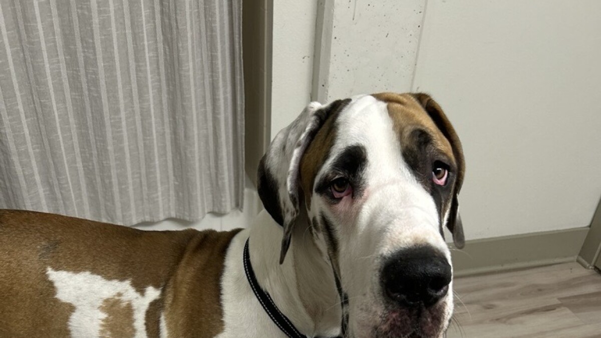 dogs trust euthanasia