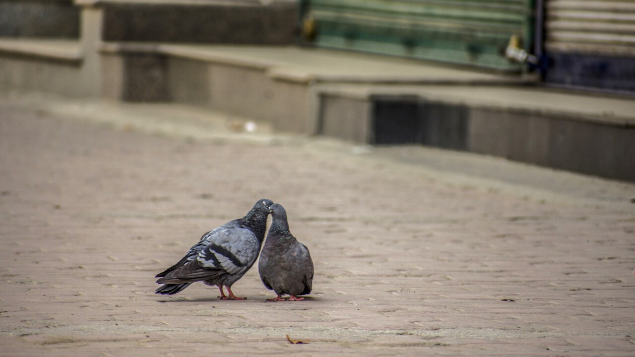 Pigeon poops on lawmaker discussing pigeon poop problem