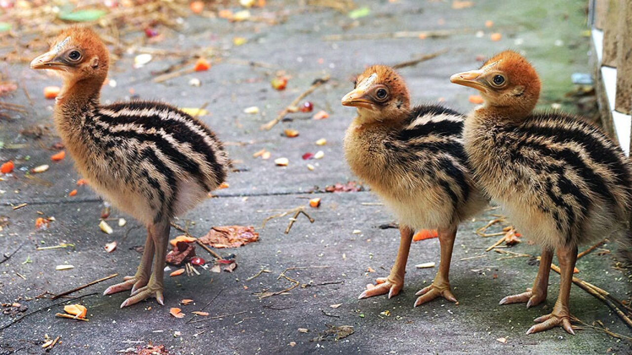 Three cassowary chicks hatch at the Virginia Zoo