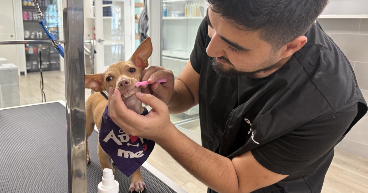 New dog groomer gives back to shelters in need