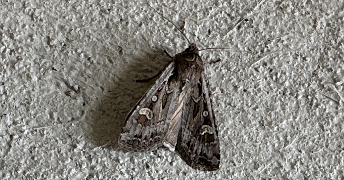 What you need to know about the miller moth migration as it hits the ...