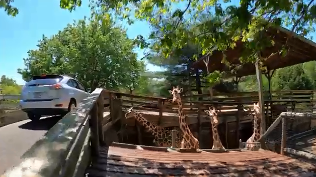 Metro Richmond Zoo offers drive-thru narrated tours