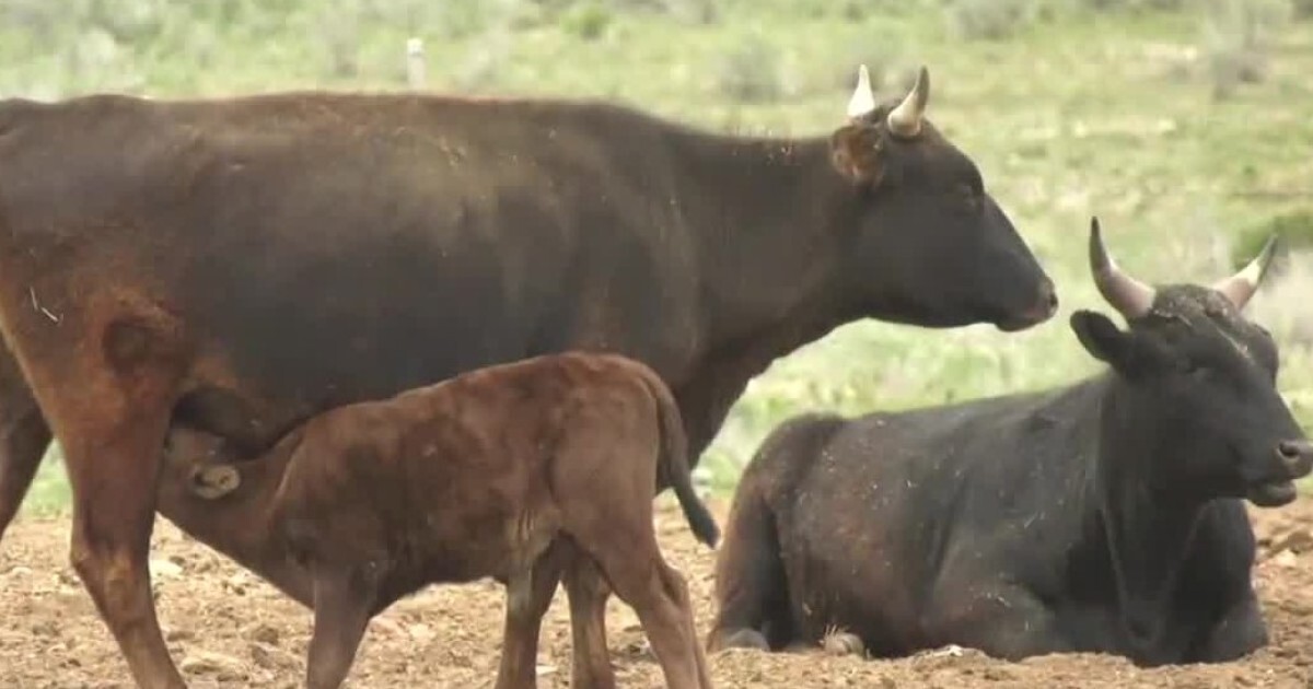 Beaverhead County bull tests positive for infectious disease