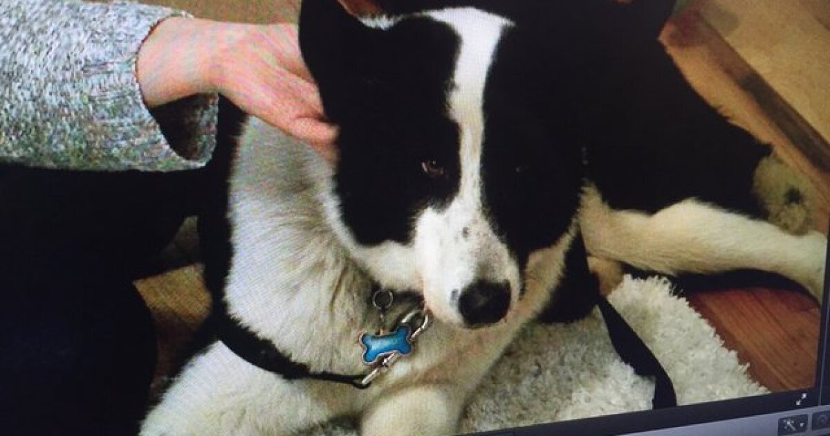 Dog returns home to family after four months