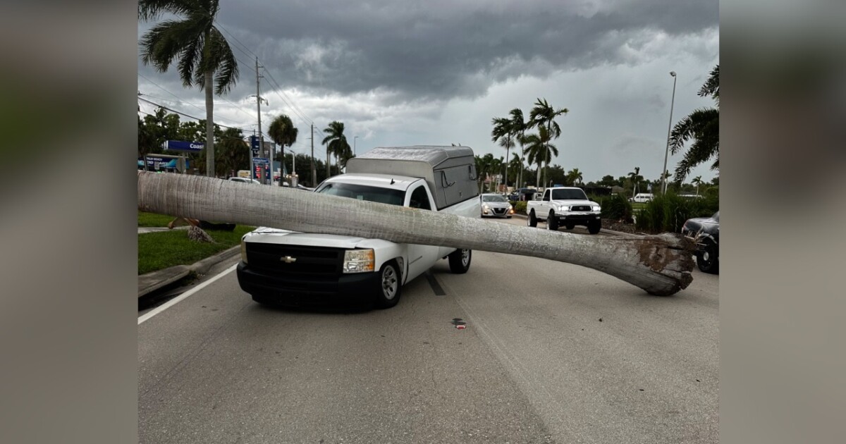 LOOK OUT: Palm tree falls on truck in Tice during Friday stormy weather