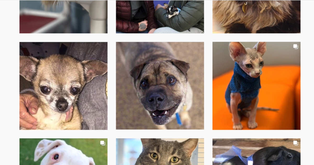 Tech helping to match owners with their ideal pet