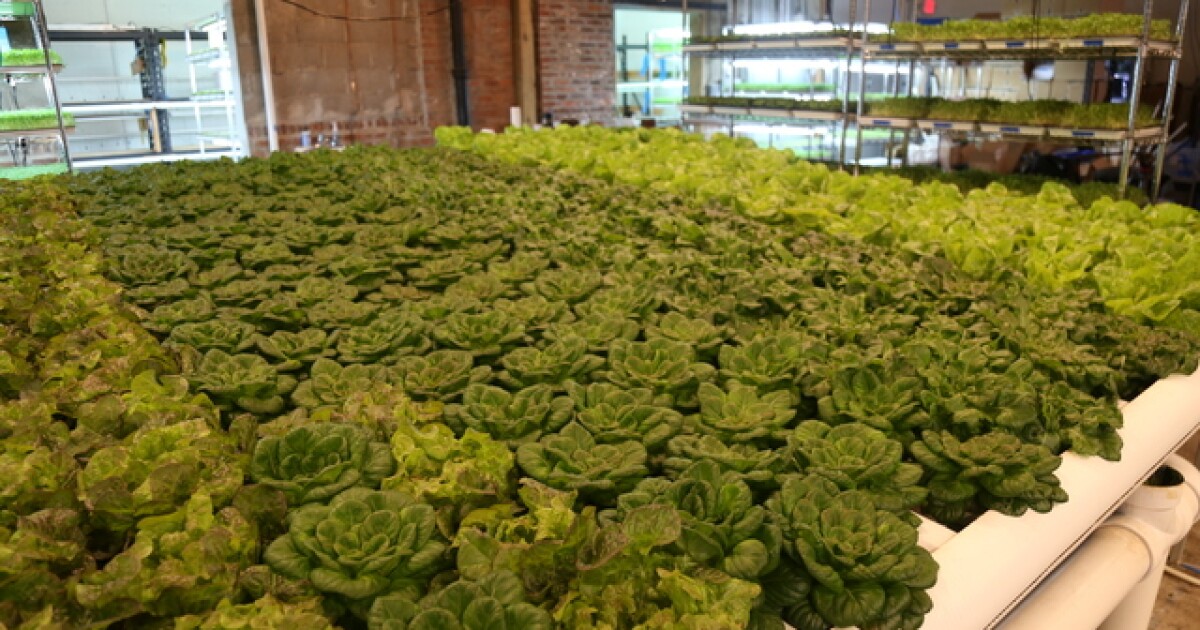 Urban farm provides fresh food to KC restaurants