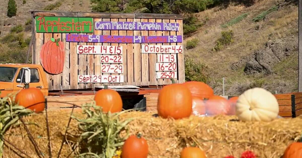 Seasonal fun at the Applestem Corn Maze & Pumpkin Patch