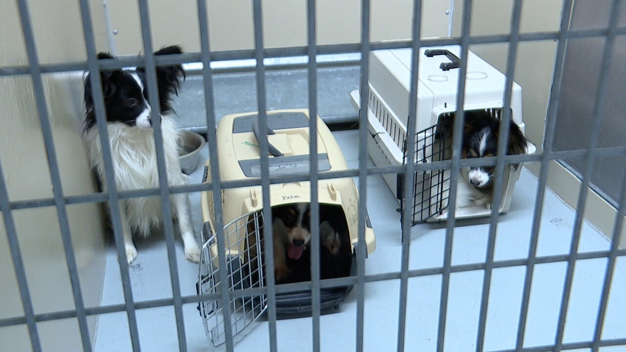 Idaho Humane Society helps rescue dogs and cats from Mountain Home house