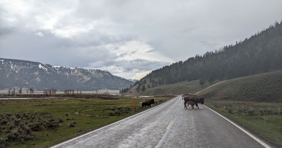 Yellowstone NP visitors react to bison calf killing after human ...