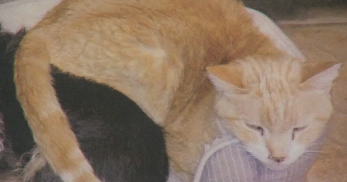 Owner of euthanized cat wants others to know why